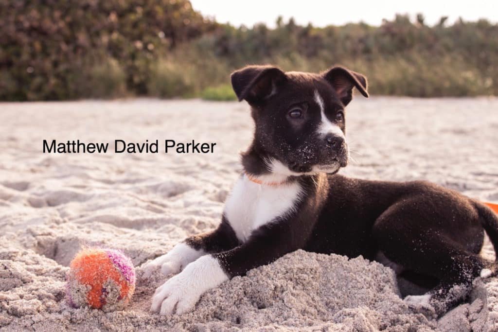 Matthew David Parker Dog Gallery - Hamish Watson McLaren